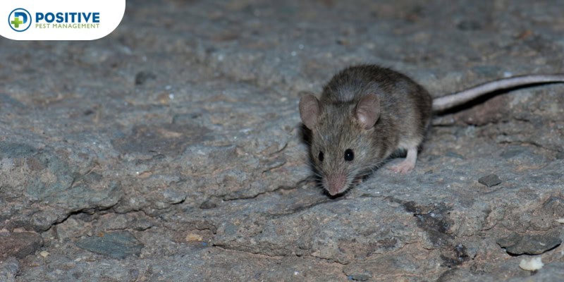 5 Differences Field Mice Vs. House Mice